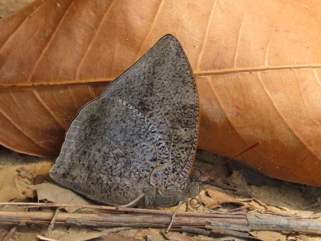 Polygrapha xenocrates from Ariquemes - RO, Brasil on October 15, 2023 ...