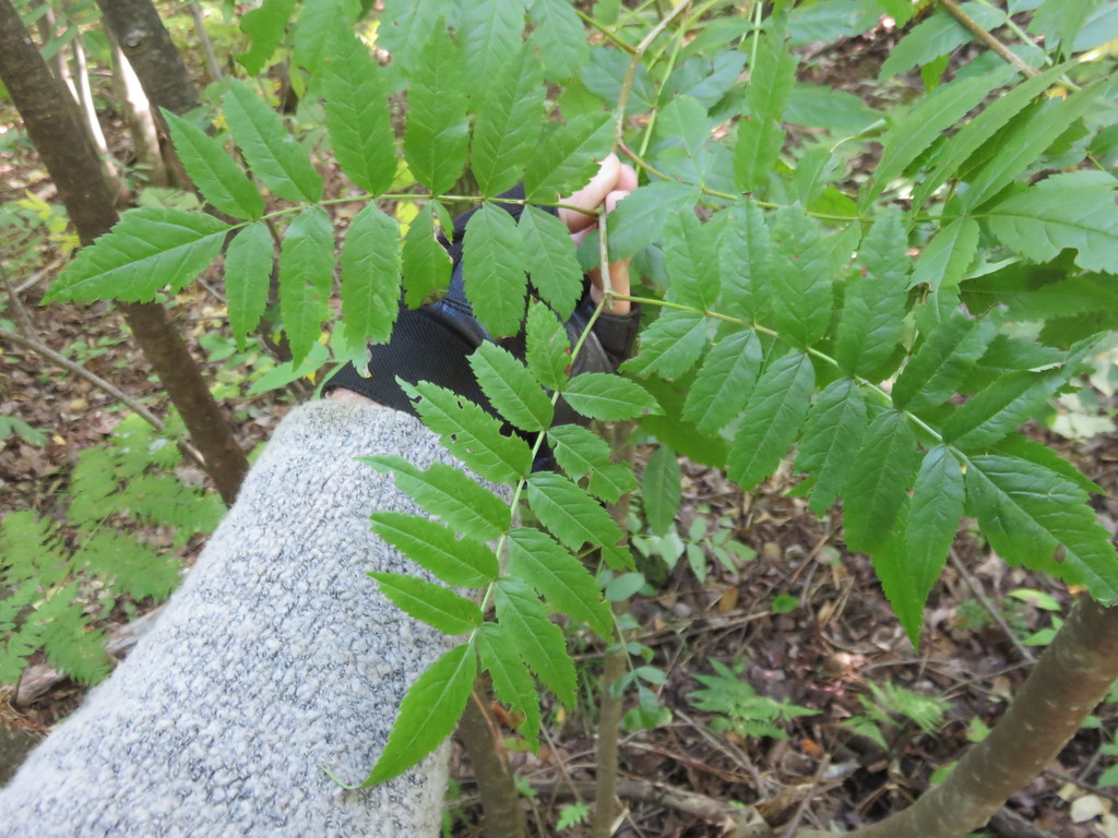 American Mountain Ash (Great Smoky Mountains National Park - Trees ...