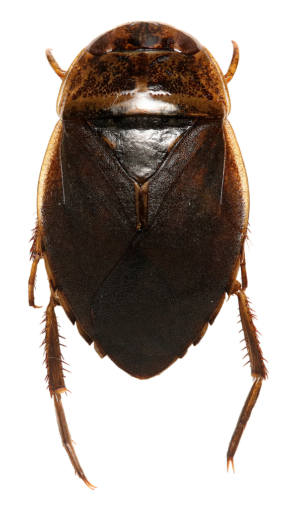 saucer bug from Ückeritz, Deutschland on May 17, 2023 by tuggip_t ...