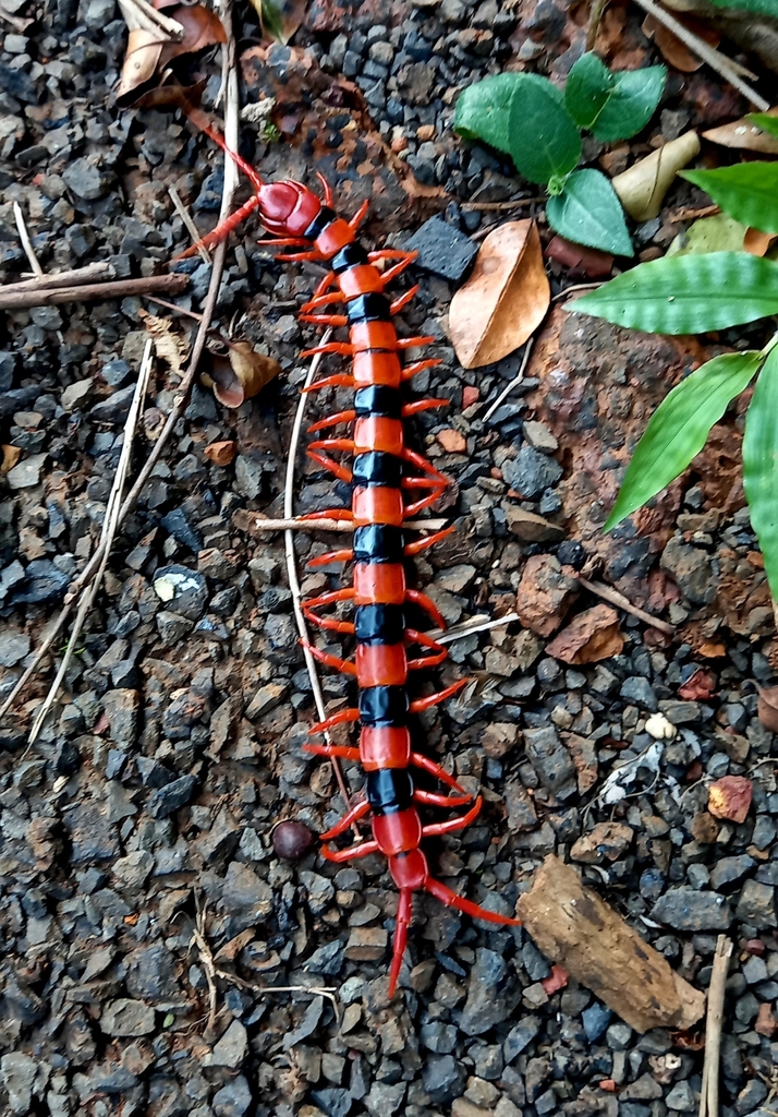 Indian Tiger Centipede from Waghotre, Maharashtra, India on October 14 ...