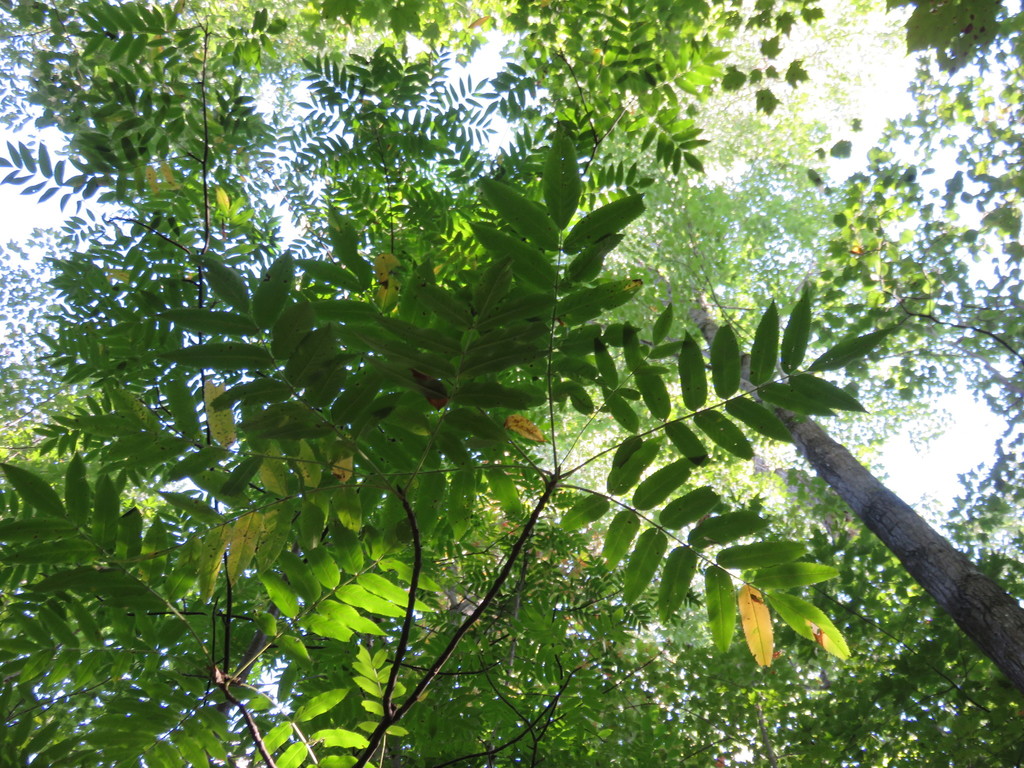 American Mountain Ash (Great Smoky Mountains National Park - Trees ...