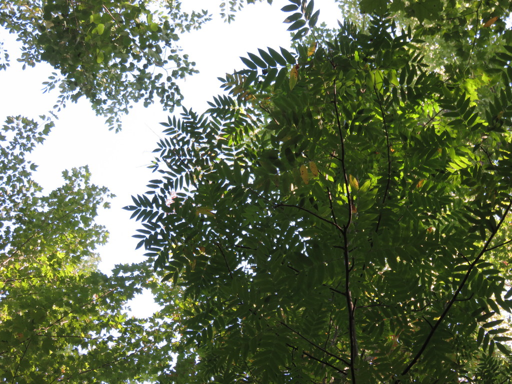 American Mountain Ash (Great Smoky Mountains National Park - Trees ...
