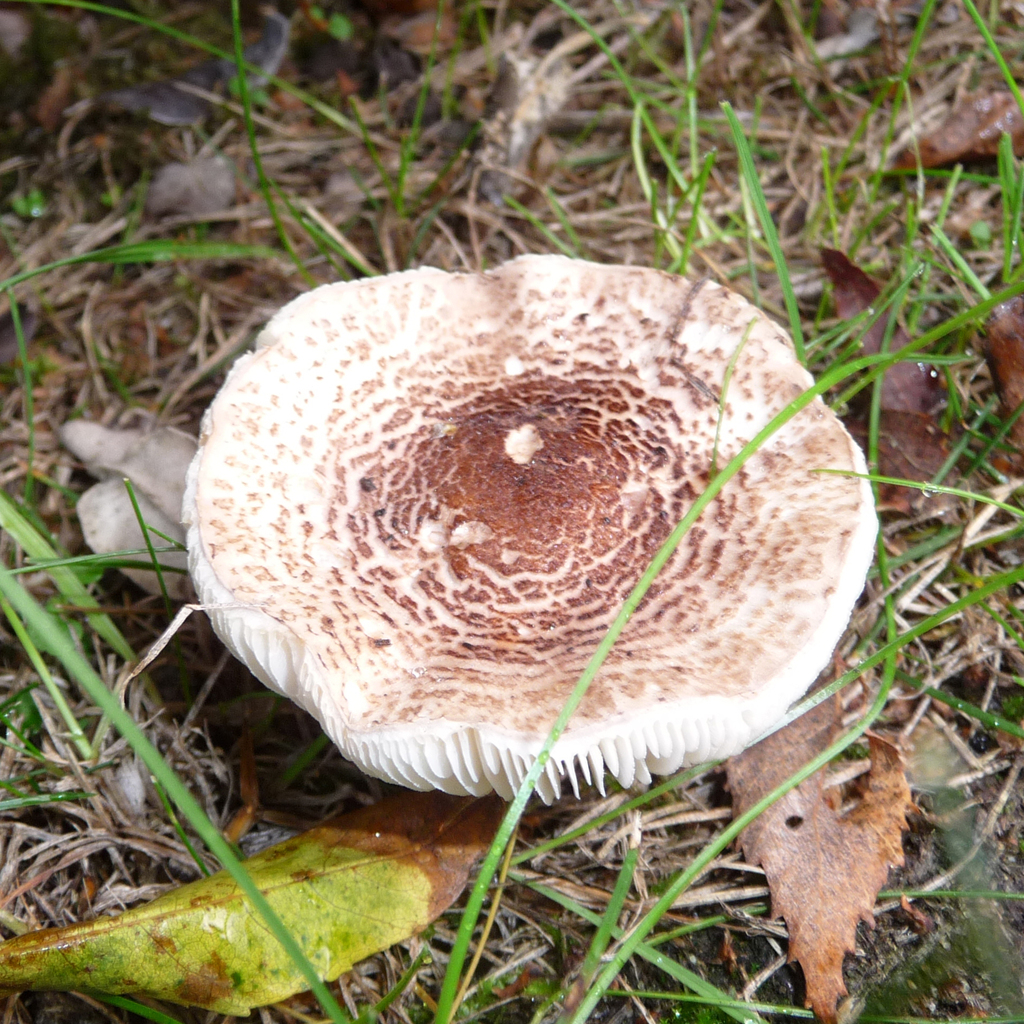 deadly dapperling from Theale, Reading, UK on November 1, 2014 at 03:30 ...