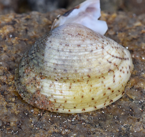 Circenita callipyga · iNaturalist Mexico
