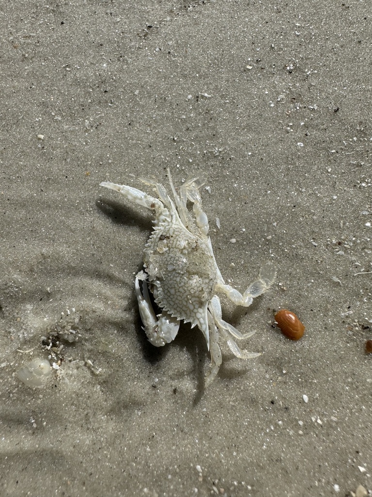 Speckled Swimming Crab from North Atlantic Ocean, Jacksonville, FL, US ...