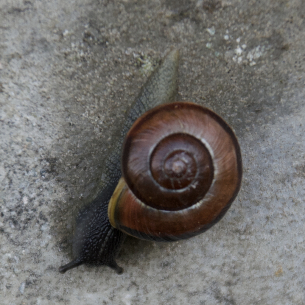 White-lipped Snail from Capital, BC, Canada on October 15, 2023 at 09: ...
