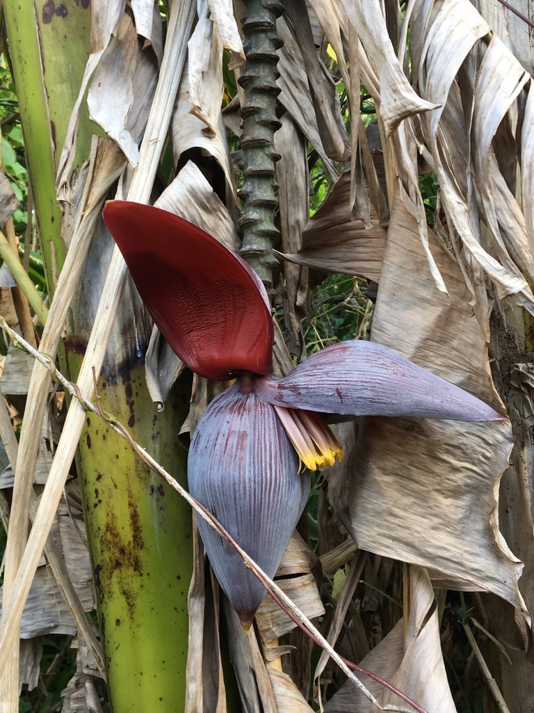 Plantain from Everglades National Park, , FL, US on March 13, 2019 at ...