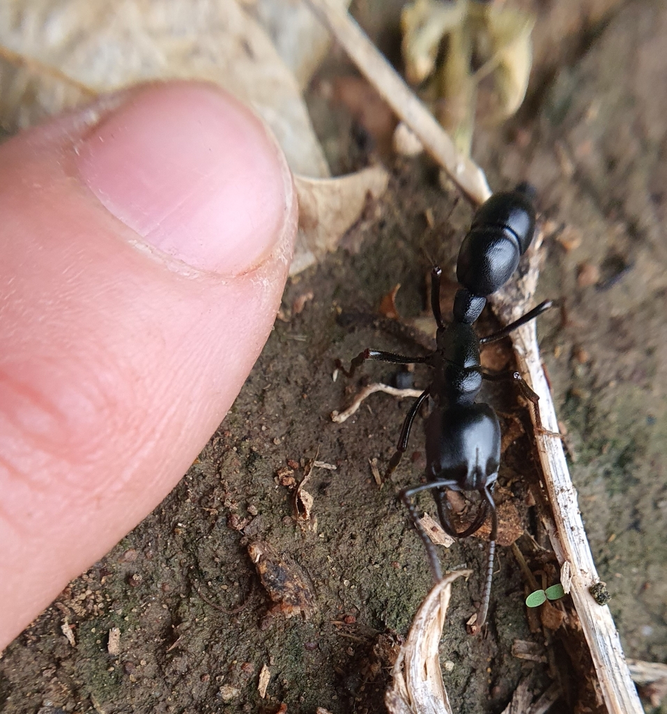 Ringbum Millipede Muncher Ant from Ladysmith, 3370, South Africa on ...