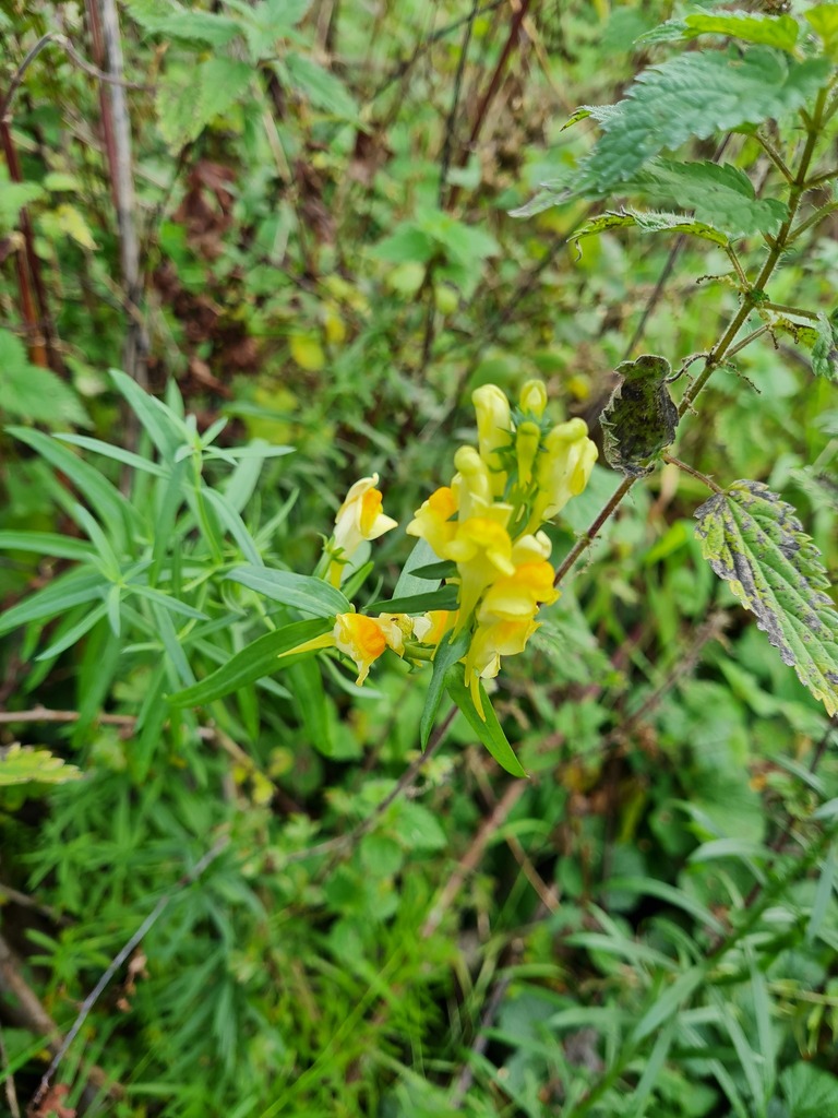 common toadflax from Durham, UK on October 15, 2023 at 03:23 PM by ...