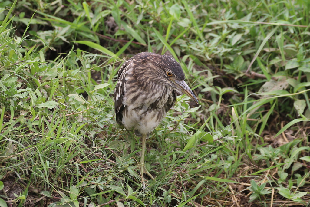 Black-crowned Night Heron from Kenya on August 3, 2023 at 07:55 AM by ...