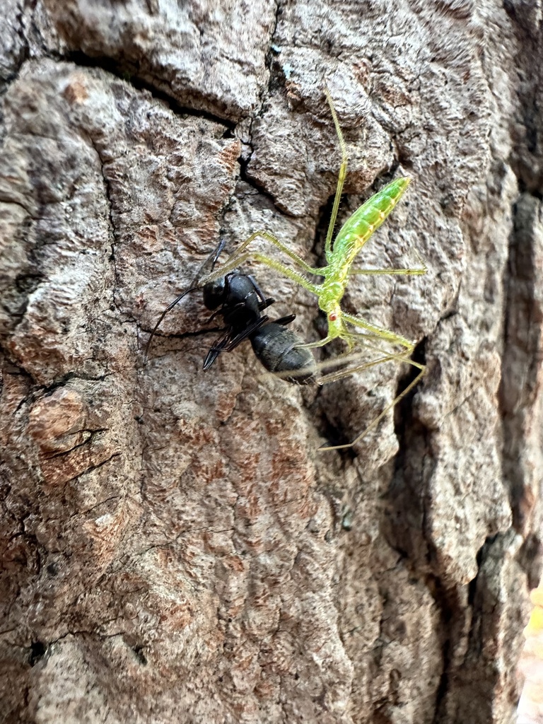 Pale Green Assassin Bug from Boonton, NJ, US on October 15, 2023 at 02: ...