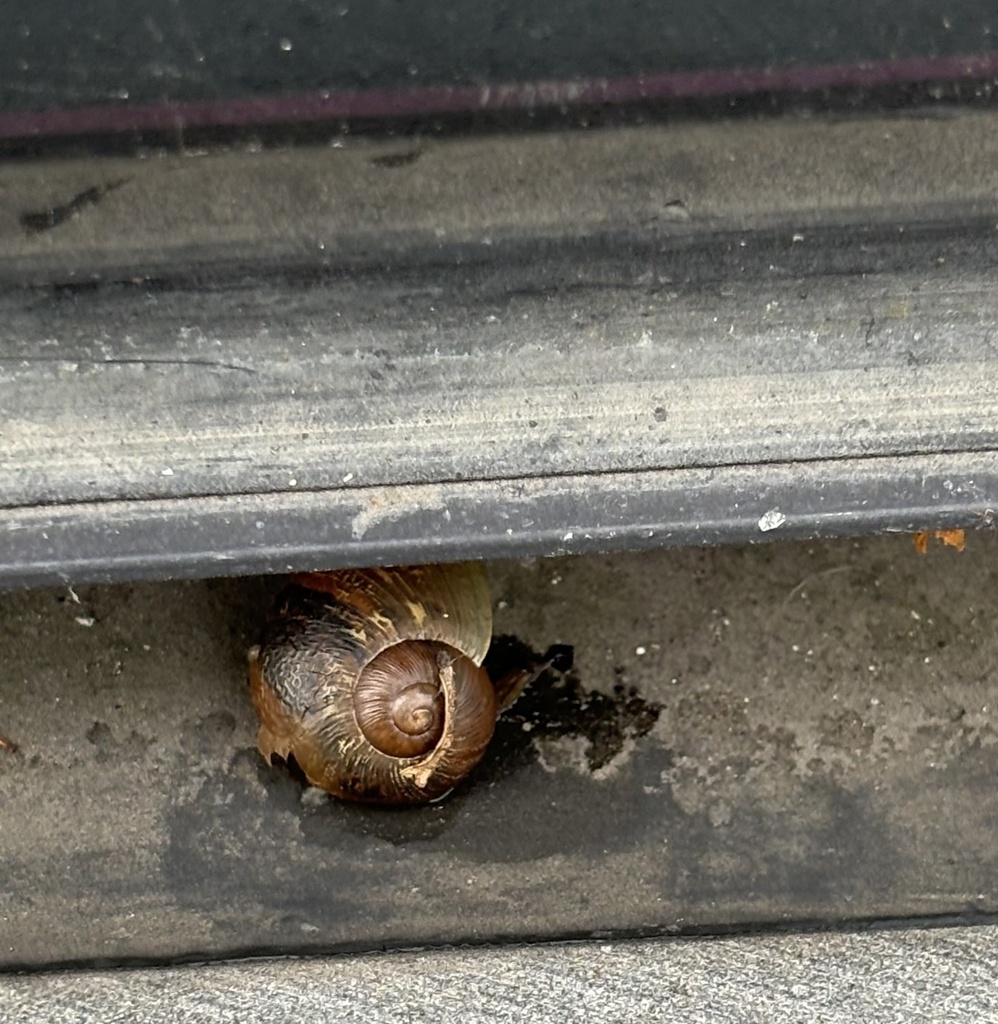 Garden Snail from SE Martin Luther King Jr Blvd, Portland, OR, US on ...