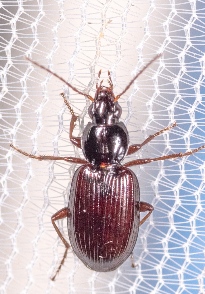 Agonum punctiforme from Caroline County, MD, USA on October 5, 2023 at ...