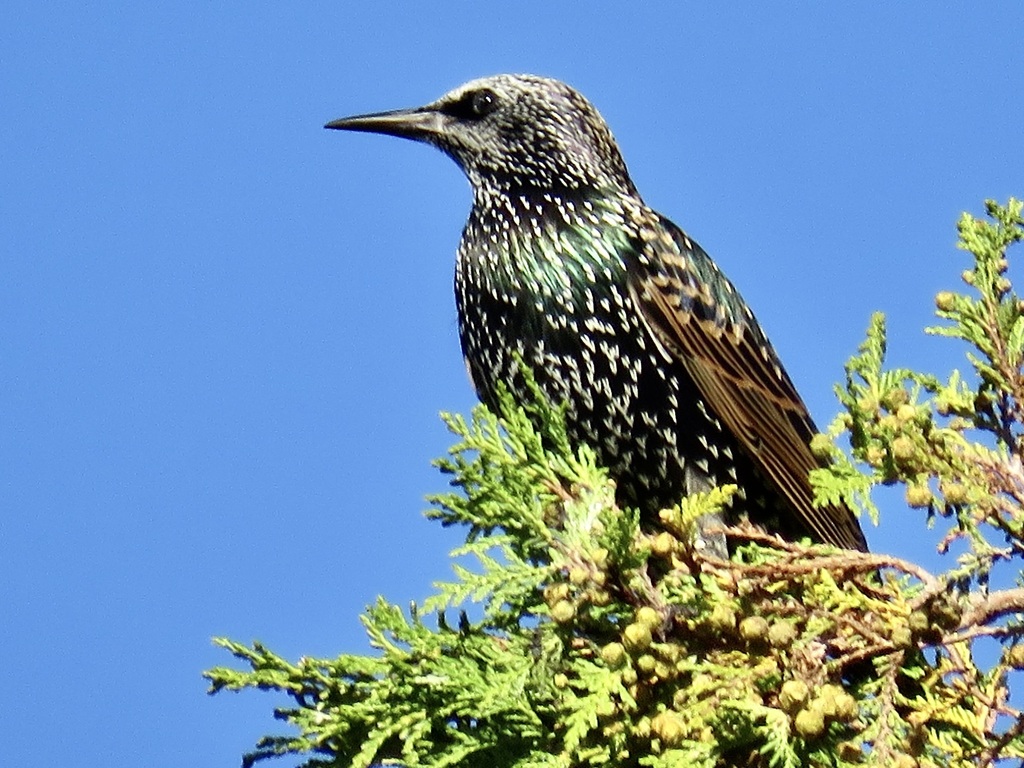 European Starling from Penticton, BC, Canada on October 14, 2023 at 10: ...
