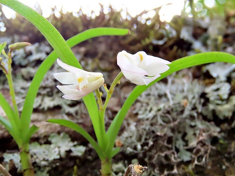 White Snout Orchid from Mbabane East on October 12, 2023 by Kate Braun ...