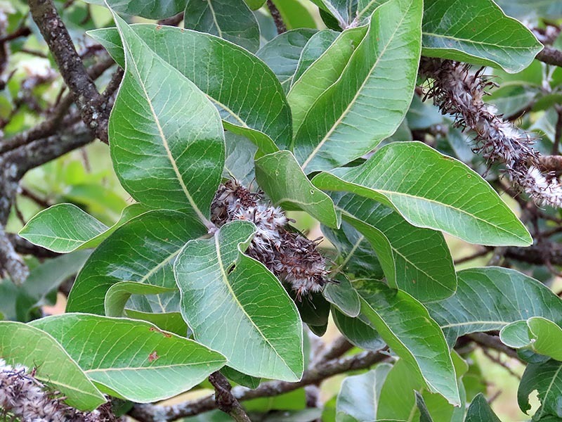 Broadleaf Beechwood from Mbabane East on October 12, 2023 by Kate Braun ...