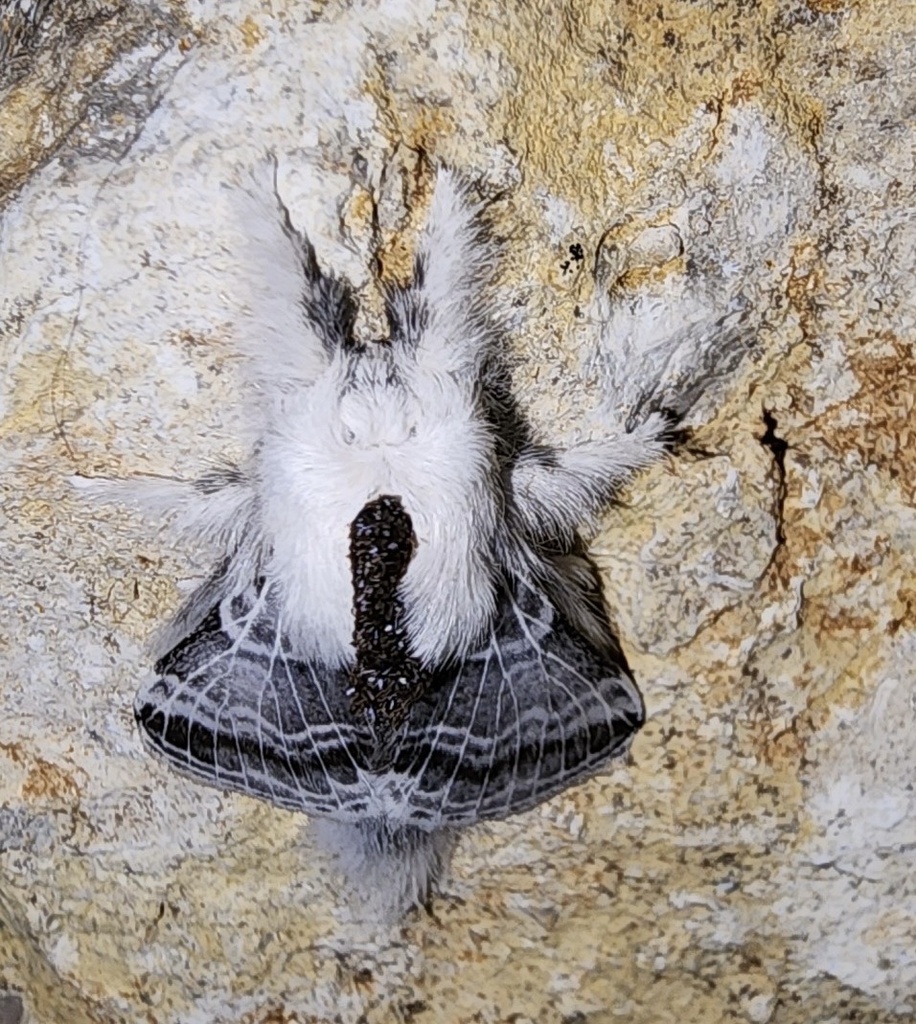 Large Tolype Moth from Ivy Ln, Sand Springs, OK, US on October 15, 2023 ...