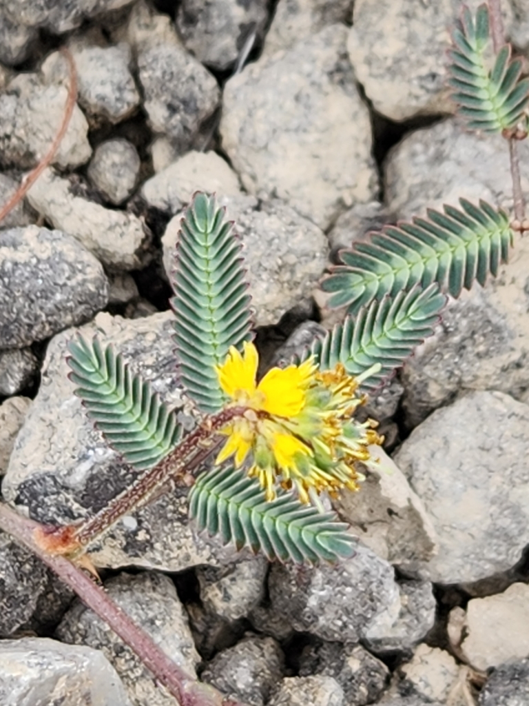 Tropical puff from Del Rio, TX 78840, USA on October 15, 2023 at 11:03 ...