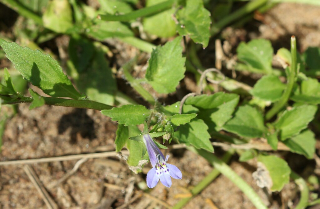 Floppy Lobelia from Nhlabane, South Africa on June 19, 2023 at 01:59 PM ...