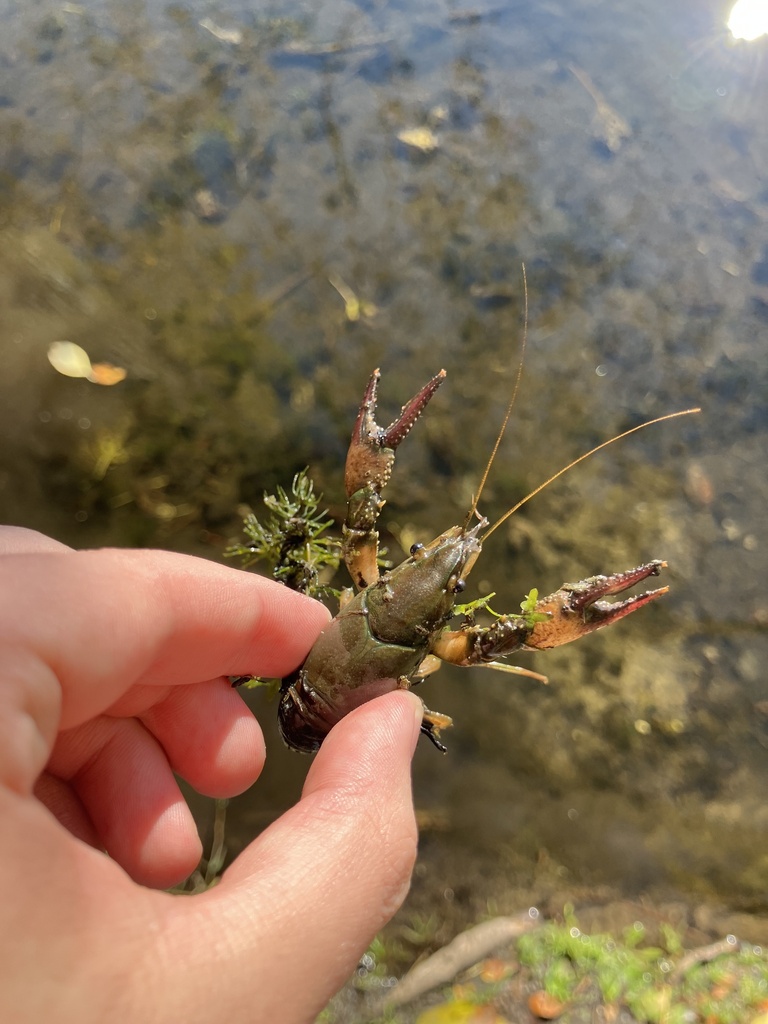 Rusty Crayfish from Diamond Lake, Minneapolis, MN, US on October 15 ...