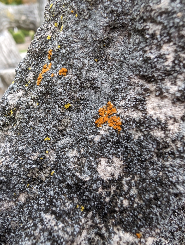 common lichens from RR8H+W8, Indianapolis, IN 46208, USA on October 15 ...