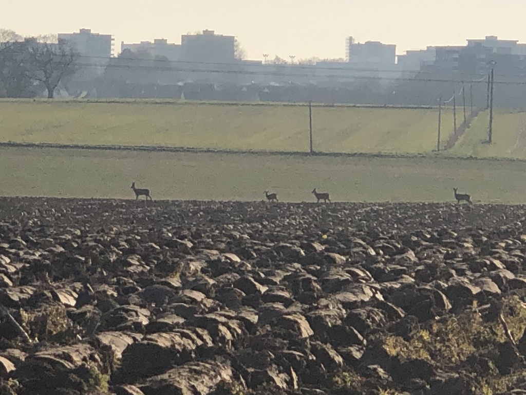 Western Roe Deer from Octeville-sur-Mer, Normandie, FR on February 14 ...