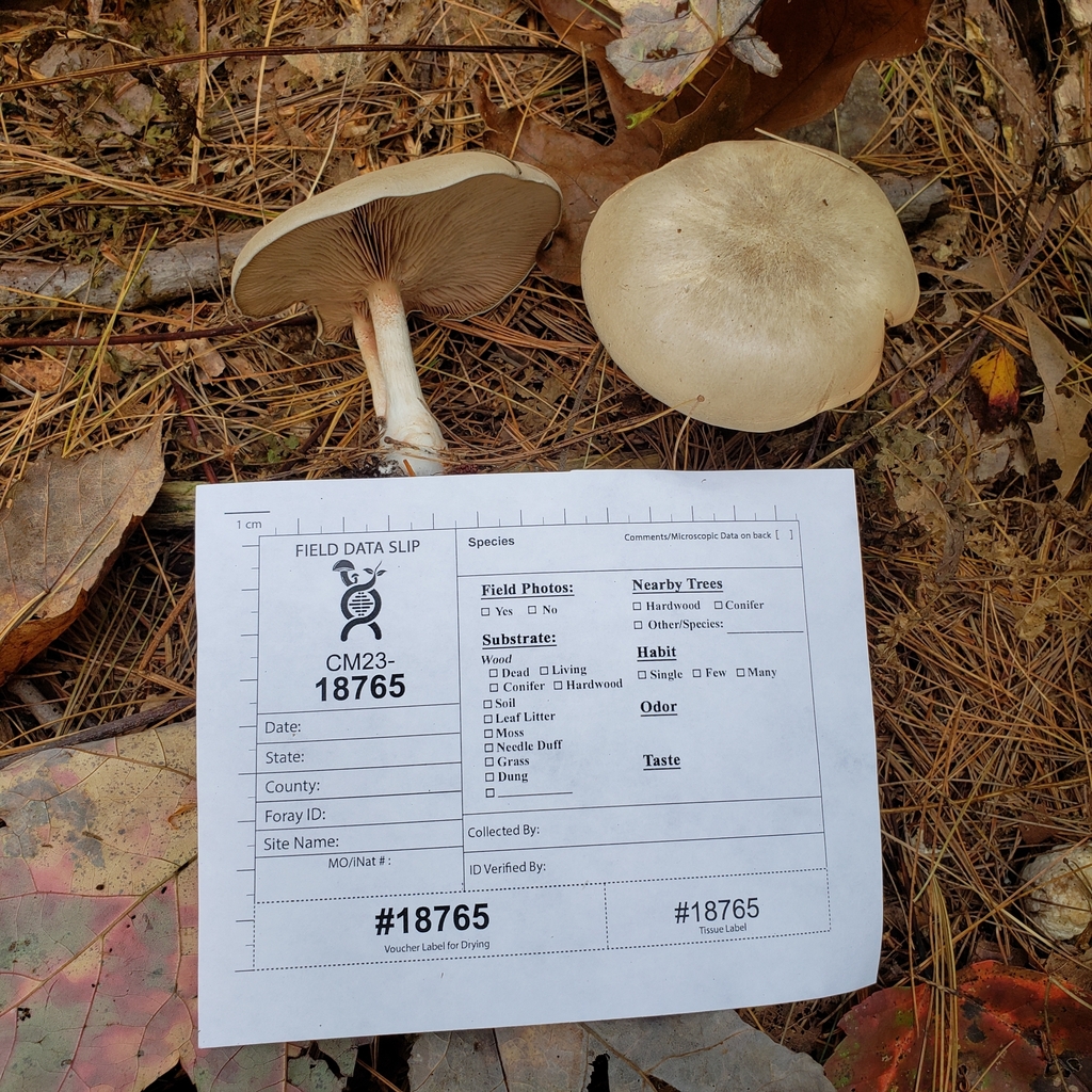 Common Gilled Mushrooms and Allies from Carlisle, MA 01741, USA on ...