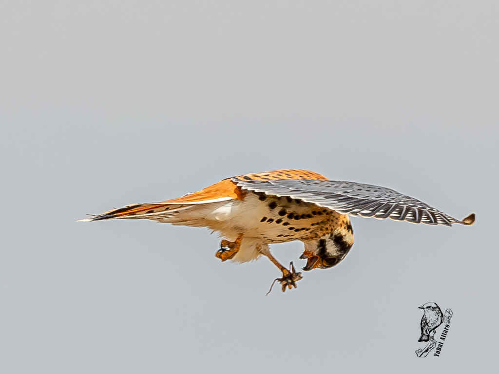 American Kestrel from Guadalupe, Zac., México on October 14, 2023 at 01 ...