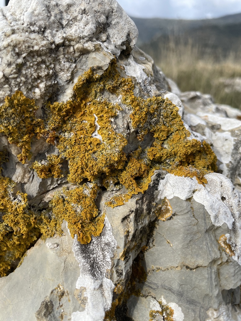 Xanthoria calcicola from Nervi-Monte Cordona, Genova, Liguria, IT on ...