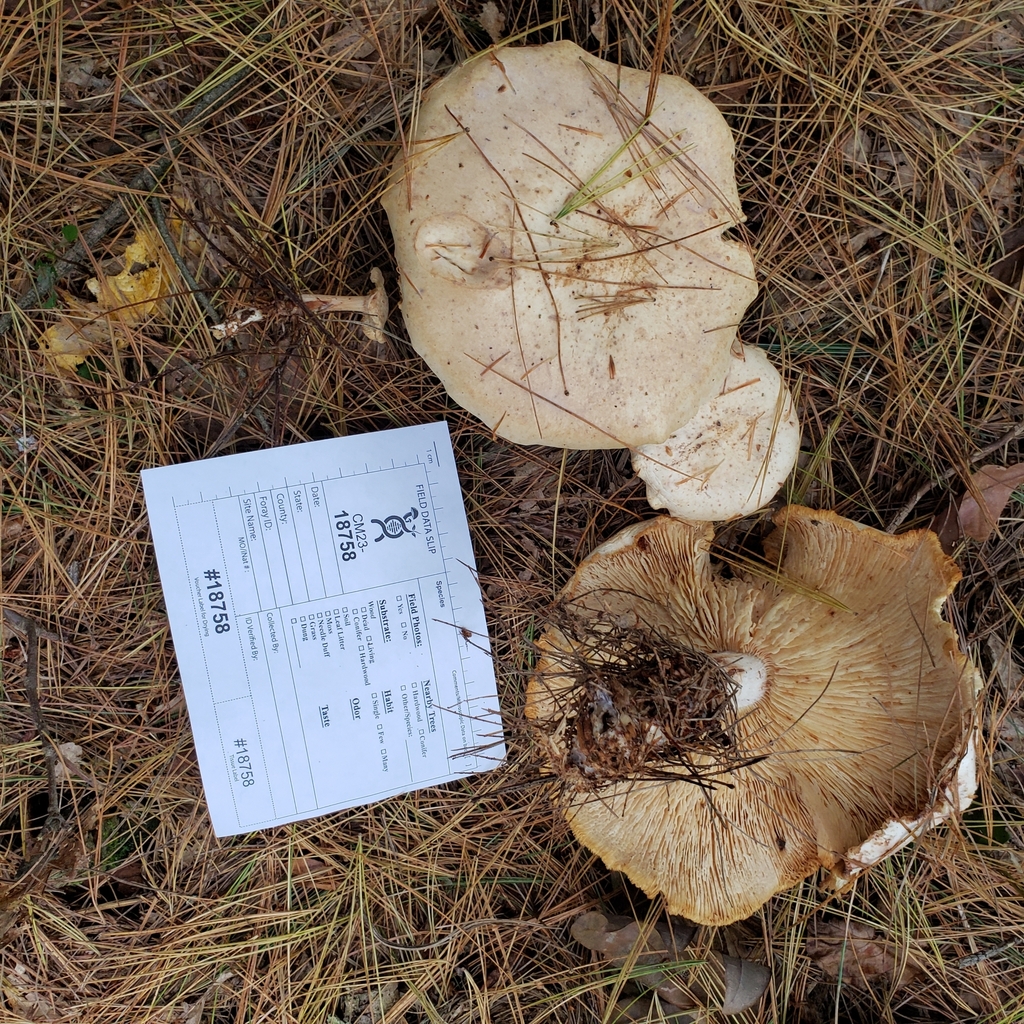 Spotted Collybia from Carlisle, MA 01741, USA on October 15, 2023 at 12 ...