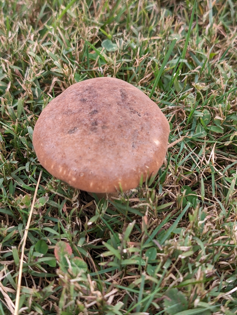 Rooting Polypore from Crown Hill, Indianapolis, IN 46208, USA on ...