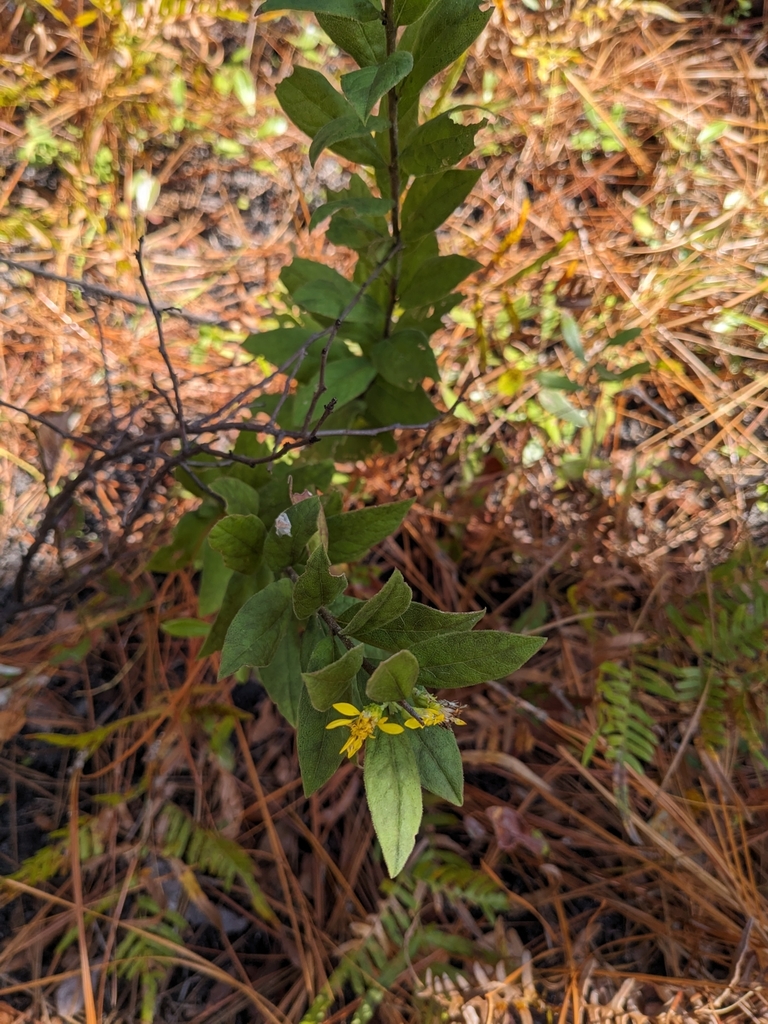 downy ragged goldenrod from Kline, SC 29812, USA on October 14, 2023 at ...