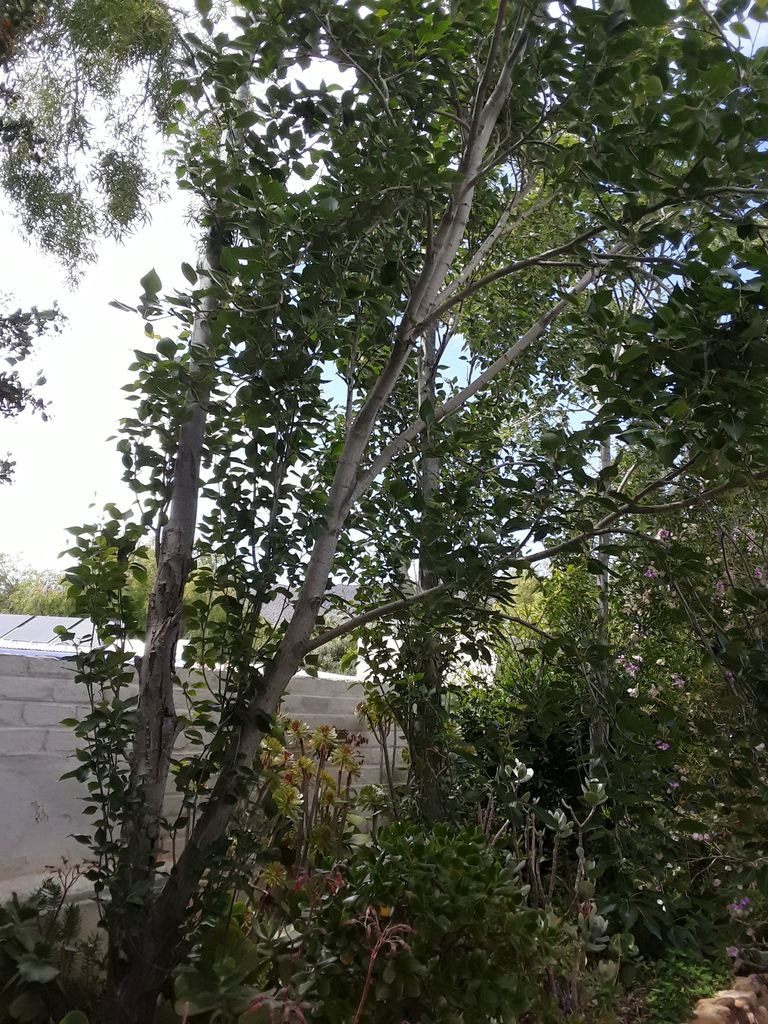 Simon's Poplar from Prince Albert village on October 15, 2023 at 11:50 ...