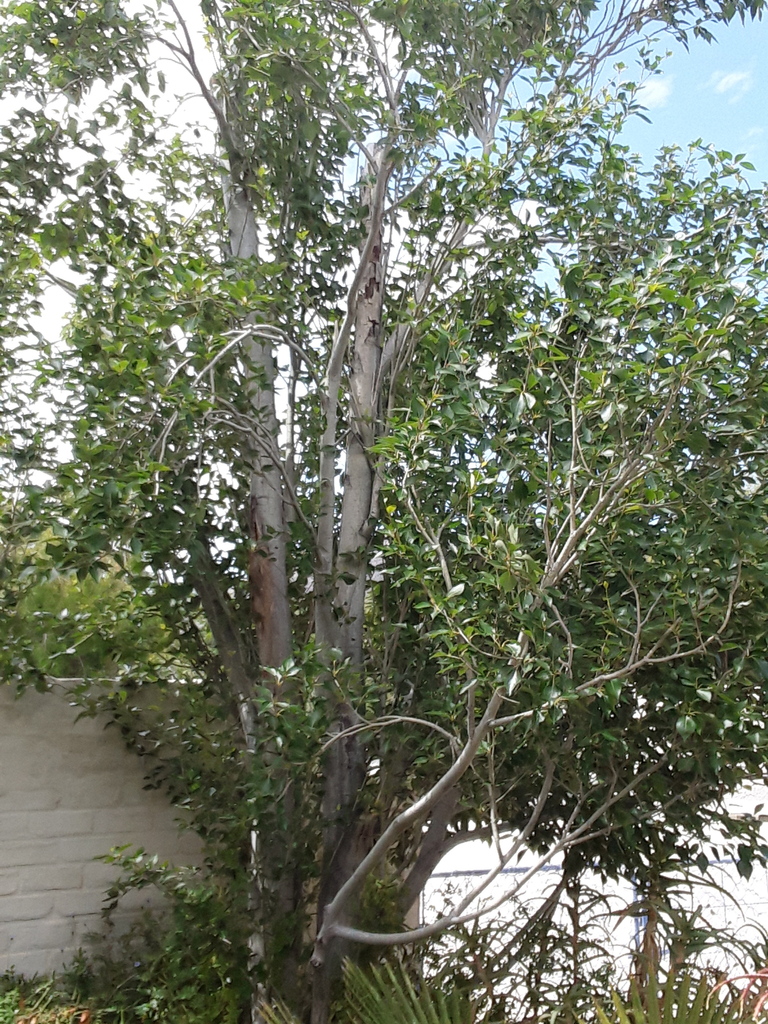 Simon's Poplar (Populus simonii) - Botanical Realm