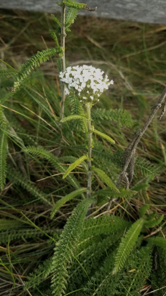 common yarrow from Clallam County, WA, USA on October 11, 2023 at 03:47 ...