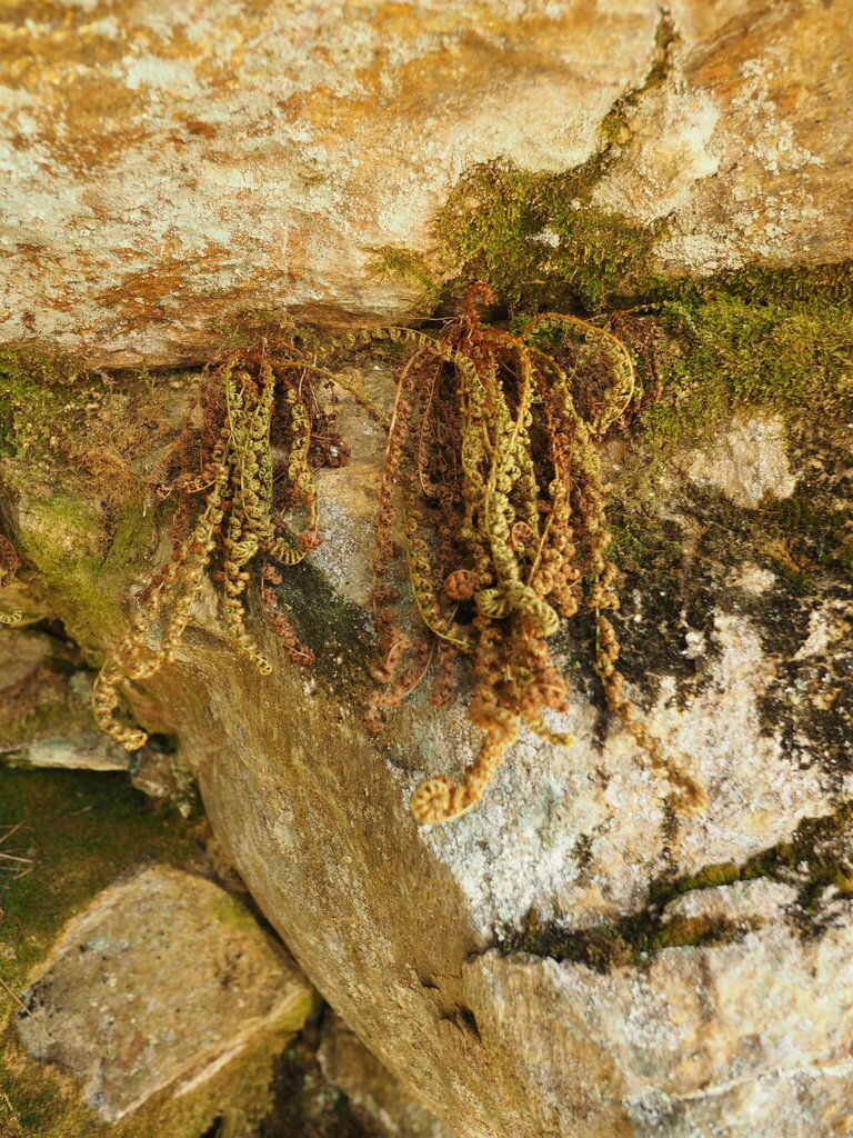 fragrant wood fern in March 2014 by Scott Bailey. live fronds curled up ...