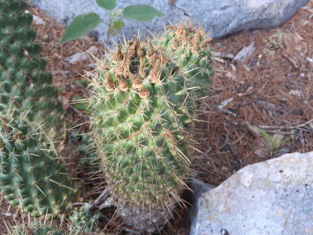 Coryphantha octacantha from 37935 Gto., México on November 30, 2002 at ...