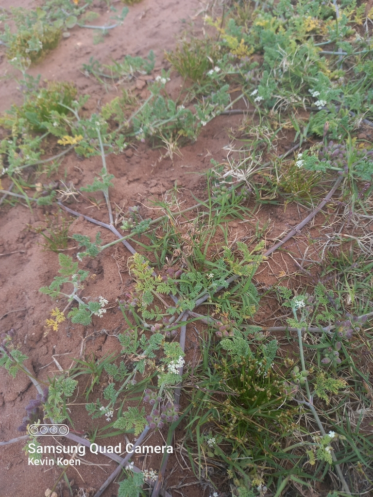 Capnophyllum africanum from Hessequa Local Municipality, South Africa ...