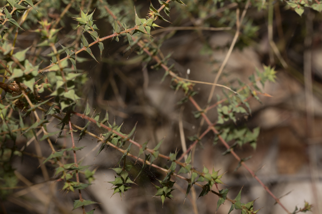 spiny bush-pea from Glenugie NSW 2460, Australia on October 15, 2023 at ...