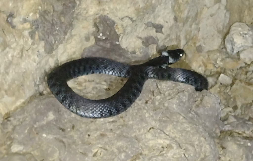 barred grass snake in October 2023 by Francisilmuloparlante. In a cave ...
