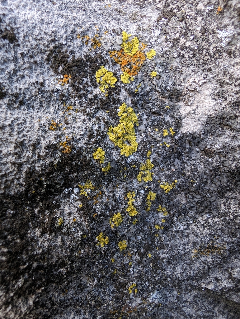 common lichens from RRCF+FG, Indianapolis, IN 46208, USA on October 15 ...
