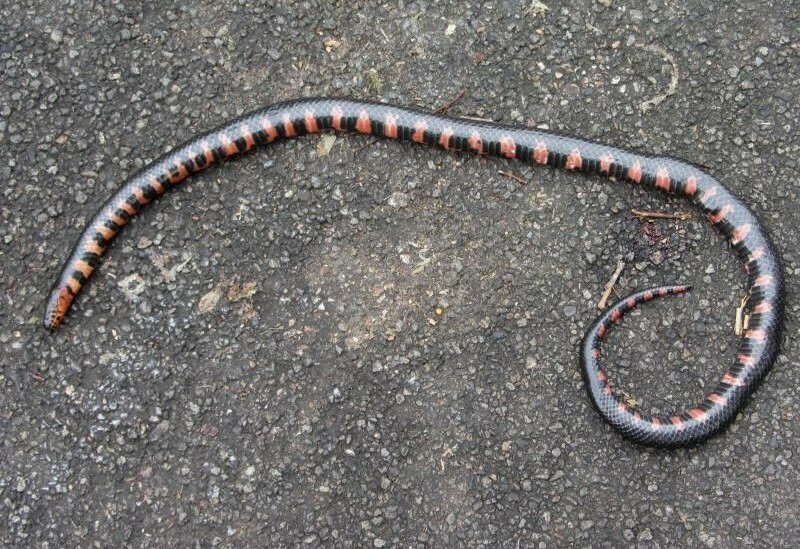 Western Mudsnake from Jefferson Parish, LA, USA on September 2, 2012 by ...