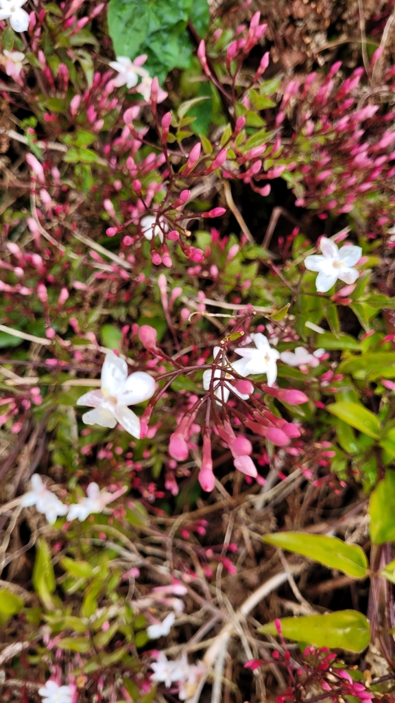 Pink jasmine from Hokitika 7810, New Zealand on October 16, 2023 at 09: ...
