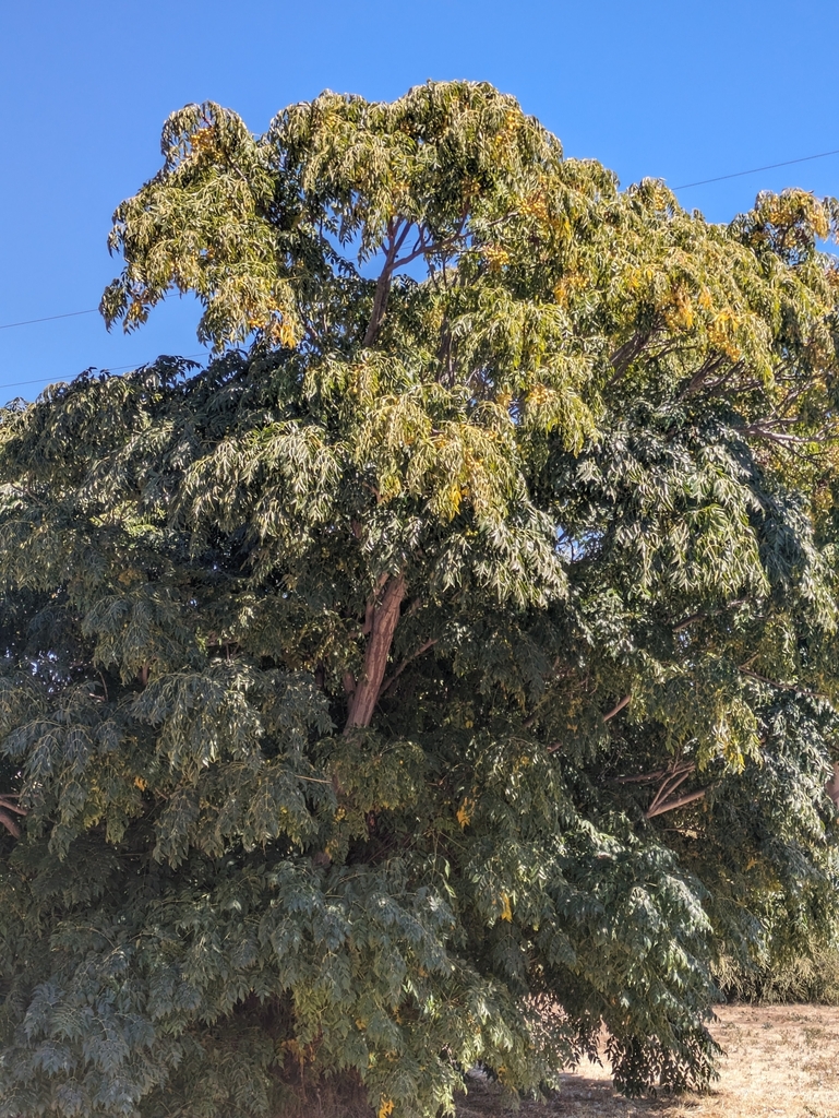 tree-of-heaven from Mira Loma, Jurupa Valley, CA, USA on October 15 ...