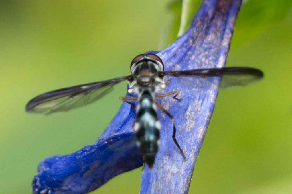 Cobalt Hover Fly from Bluemont, Arlington, VA, USA on October 15, 2023 ...