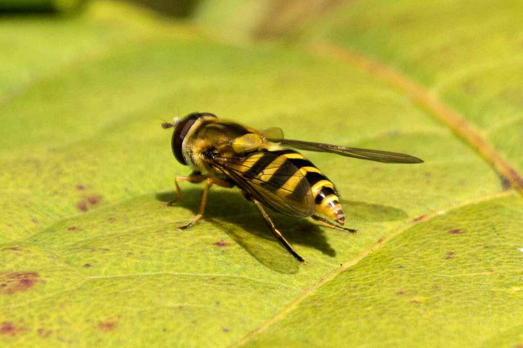 Common Flower Flies from Arlington Forest, Arlington, VA, USA on ...