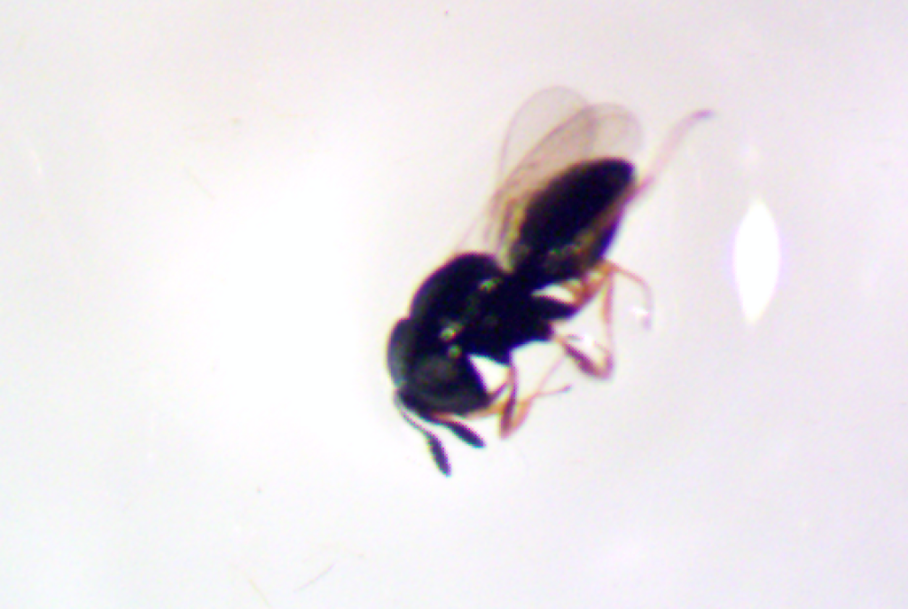 Scelionidae from 735 Anderson Hill Rd, Purchase, NY 10577 on September ...