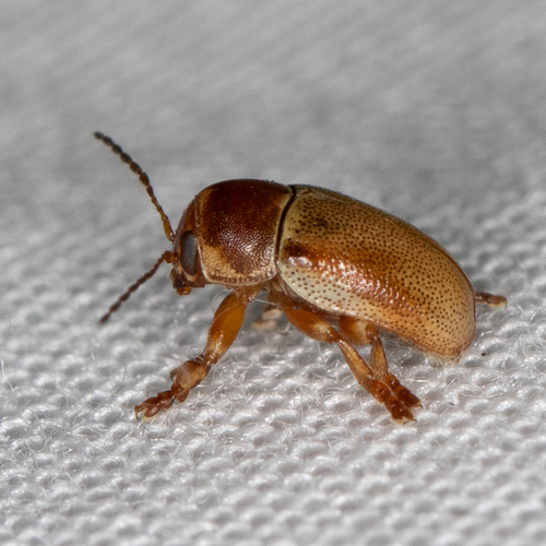 Photo 328290382, (c) papilio17, some rights reserved (CC BY-NC ...