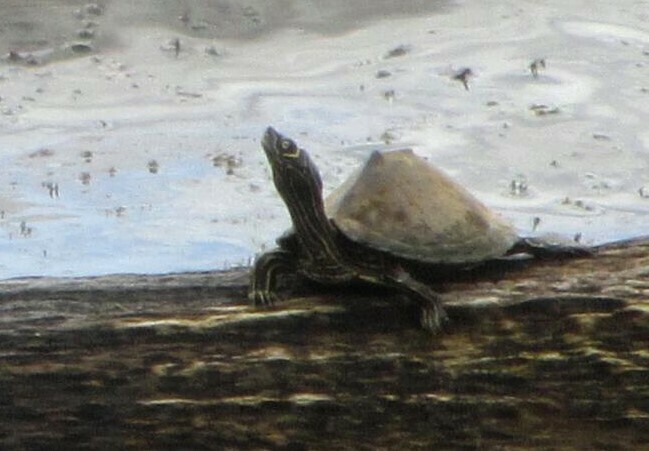 Mississippi Map Turtle from Sabine Parish, LA, USA on March 30, 2015 by ...