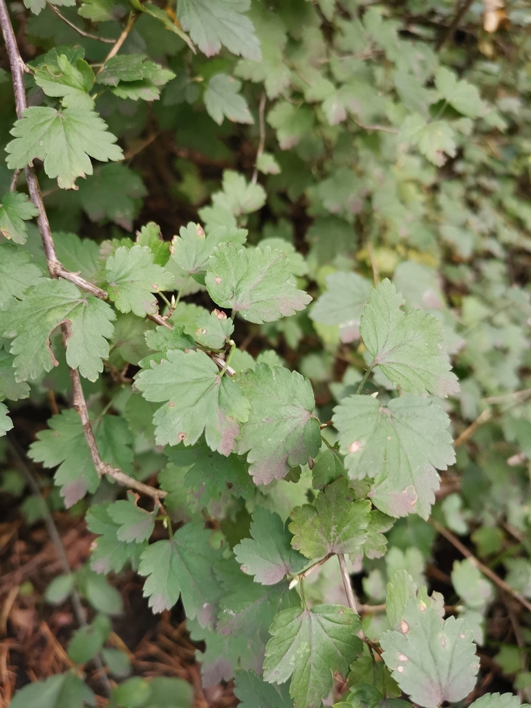 Mountain Currant from Grunewald, Berlin, Deutschland on October 14 ...